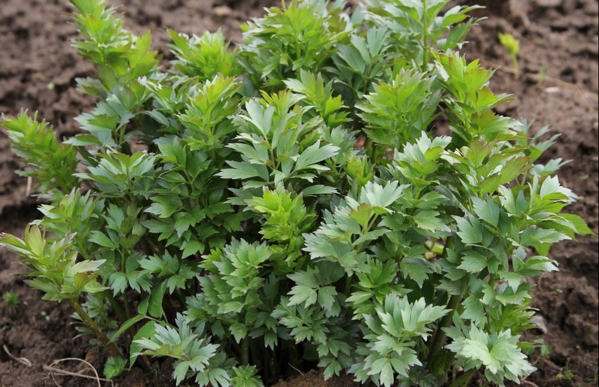 Ce preparat din leustean te ajuta sa scazi in greutate cel mai mult ...